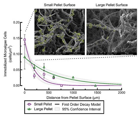 Immobilized Microalgae Cell Density At Different Position Of Small And