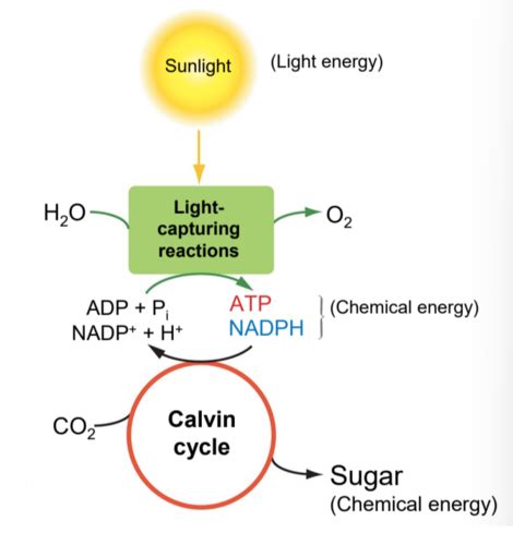 Bio Ch 10 Photosynthesis Flashcards Quizlet