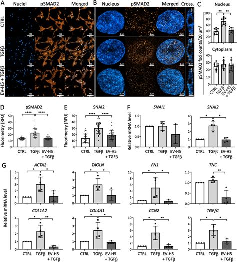 Analysis Of Fibrosis Related Signaling Pathway Involving Smad2 And