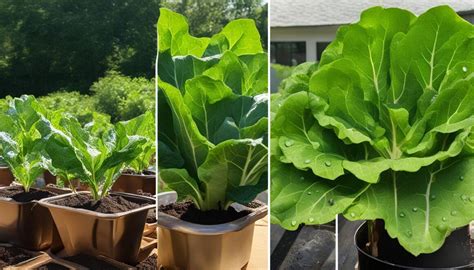 Mastering The Art Of Growing Tree Collards In Containers