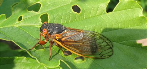 How Often Do Locust Bugs Come Out