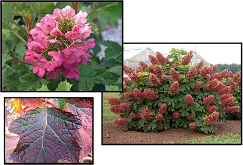 Ruby Slippers Oakleaf Hydrangea Hinsdale Nurseries Welcome To