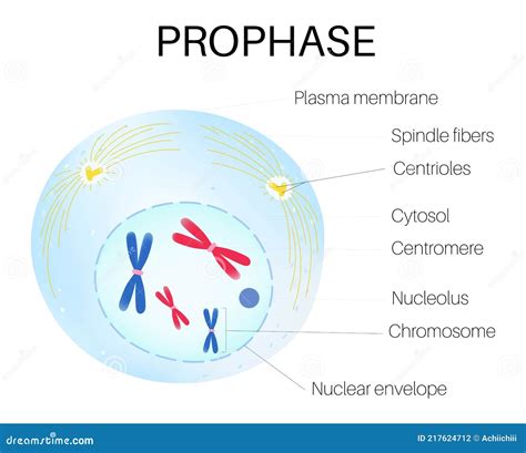 Prophase Is The Phase Of The Cell Cycle Stock Vector Illustration Of Organ Membrane 217624712