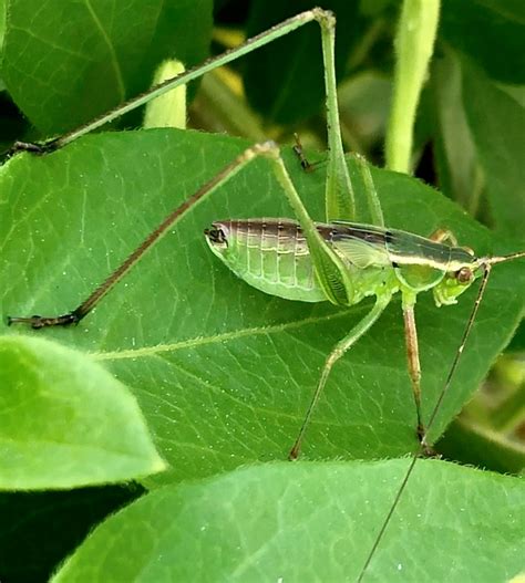 Insect Identification