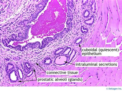 Normal Prostate Histology Histology Slides Branches Of Biology