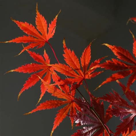 Ariadne Japanese Maple Etsy