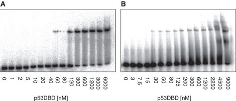Binding Affinity Measurements By Emsa Of P53dbd Binding To Half Site
