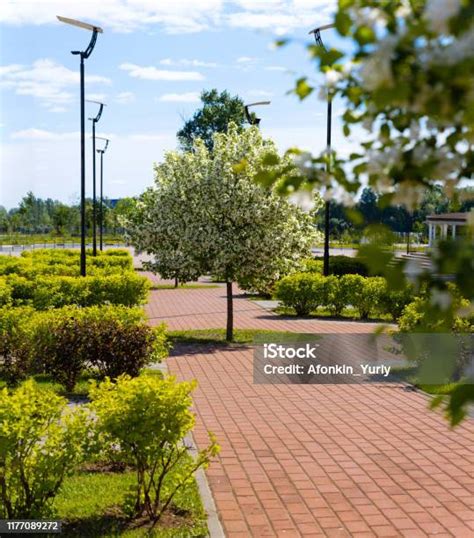 공원의 그림 트랙은 두 가지 색상의 콘크리트 타일로 줄지어 있습니다 길 한가운데에는 봄꽃이 만발한 사과나무가 있습니다 트랙은 현대적인 가로등에 의해 조명된다 0명에 대한