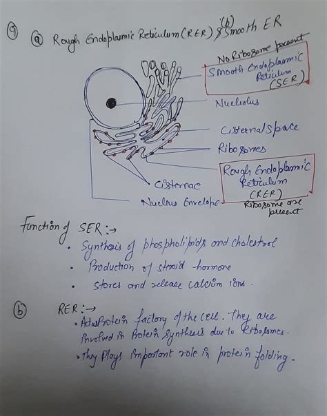 Solved I Need The Diagram For Each Question Diagram And Label 8 Diagram Course Hero