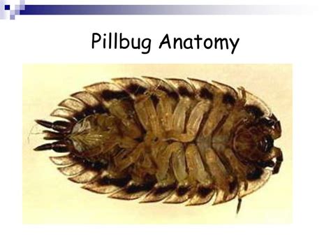 Ppt Pillbugs And Sow Bugs Powerpoint Presentation Free Download Id