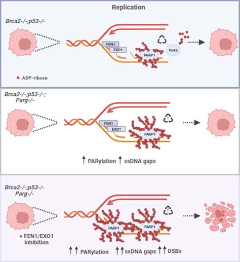 Parg Deficient Tumor Cells Have An Increased Dependence On Exo1 Fen1