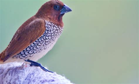 Building A Resilient Sre Process Sre Has Become Critical For Success Of… By Arun Reputation