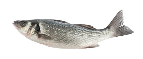 Sea Bass Fish Isolated Without Shadow On White Background Stock Image