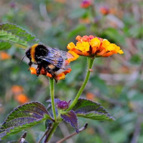 Mamangava Polinizando Images Free Download On Freepik