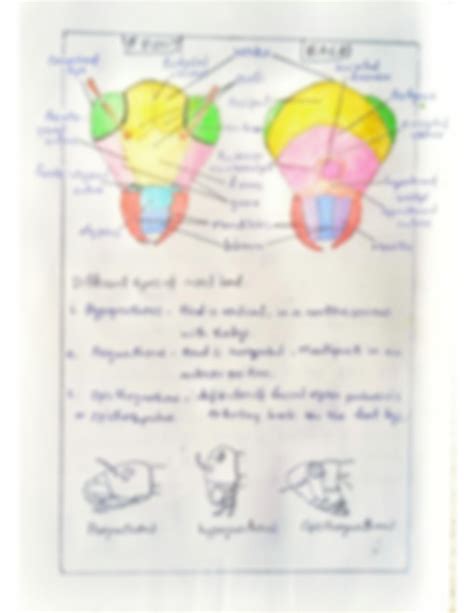 Solution External Features Of Grasshopper Body Parts Studypool