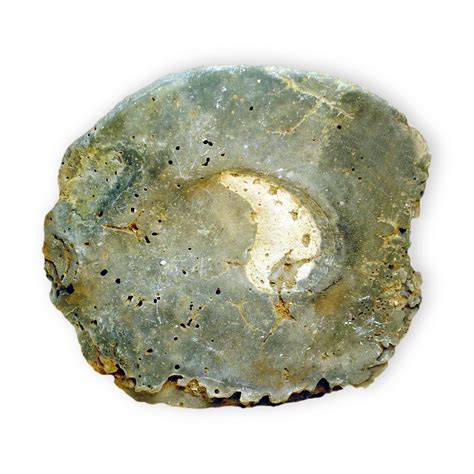 Shell Fossil 2 Free Photo Download Freeimages