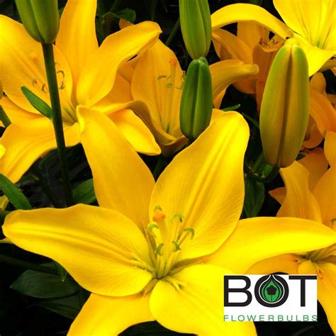 Easy Sun Bot Flowerbulbs