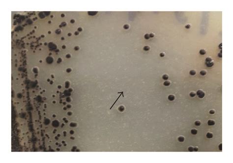 Enzyme Activity Of Bacillus Species Isolated From Jordanian Hot