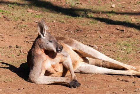 Find Out Why Kangaroos Flex And Show Off Their Massive Muscles A Z