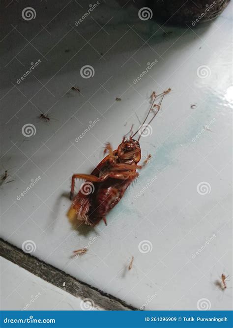Flipped Cockroach Or Gromphadorhina Protentosa Surrounded By Ants Stock Image Image Of Flip