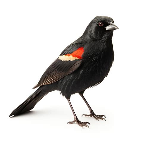 Premium Ai Image Redwinged Blackbird Male