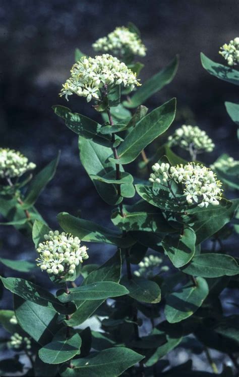 Leionema Ambiens Australian Plants Society