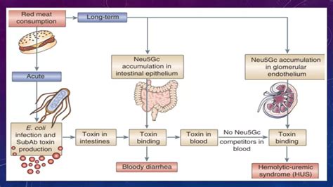Hemolytic Uremic Syndrome Pptx