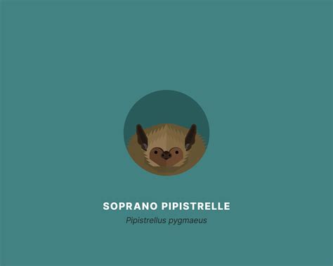 Soprano Pipistrelle Bats Research And Training