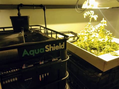 Smart Aquaponics And Hydroponics With Raspberry Pi Rraspberrypi
