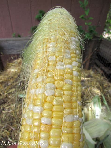 How To Perfectly Grill Corn On The Cob In The Husk • Urban Overalls