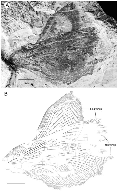 a photograph b drawing of the specimen as preserved scale bar 10 mm