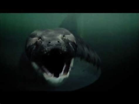 Titanoboa Vs Megalodon Eporner
