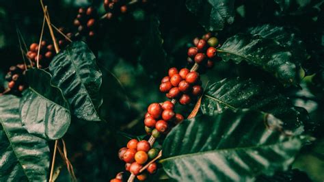 Mengenal Kopi Java Kopi Dari Jawa Yang Mendunia Luden