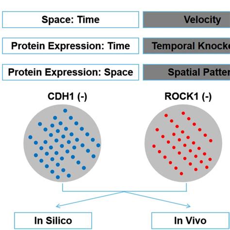 A Computational Model Of Psc Dynamics Enabling A Machine Learning Download Scientific Diagram