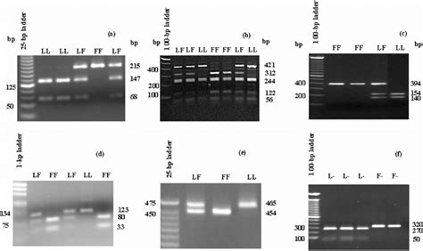 Pcr Restriction Fragment Length Polymorphism Rflp Ll Leghorn