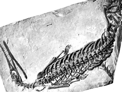 Mesosaurus Permian Period Gondwana Aquatic Reptile Britannica