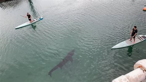 Huge Basking Shark Interrupts Paddle Boarding Lesson In Torquay Marina