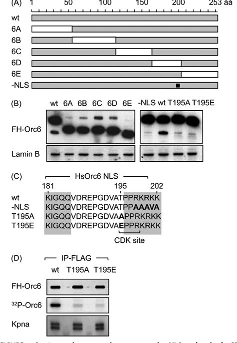 Figure 1 From Assembly Of The Human Origin Recognition Complex Occurs