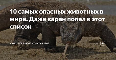 10 самых опасных животных в мире Даже варан попал в этот список Сундучок любопытных фактов Дзен
