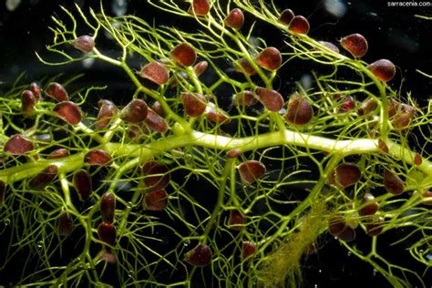 Зелений Ліхтарик ХИЖІ РОСЛИНИ Як ви вже знаєте комахоїдні рослини ступили на шлях хижацтва