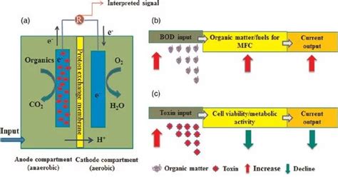 Monitoring Organic Freshwater Pollution With A Self Powered Microbial Fuel Cell Biosensor Qs