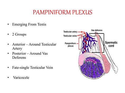 Male Genitalia Forensic Pptx Male Genitalia Forensic Pptx