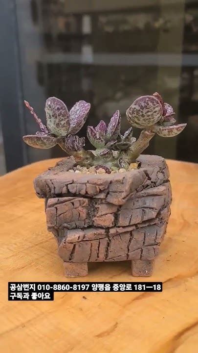 천금장 다육공삼번지 다육아트 다육식물 다육이 다육이번식 Youtube