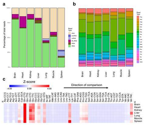 Decoding Codon Bias The Role Of Trna Modifications In Tissue Specific