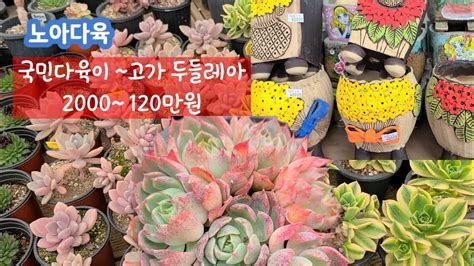 국민다육이부터 ~고가의 두들레아 💥작은공방분 끈 걸이화분까지~ 노아다육 리톱스는 탈피를 하면서 번식을 하죠~ Youtube