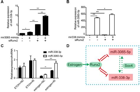 estrogen dependent runx2 sox4 mir 338 cluster feedback loop in