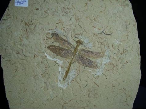 Fossilized Dragonfly In Matrix 012416g The Stones And Bones Collection