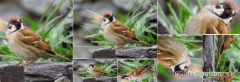 毕业设计选题 基于深度学习的鸟类识别目标检测系统 人工智能 机器学习 卷积神经网络传统的鸟类监测方法 Csdn博客