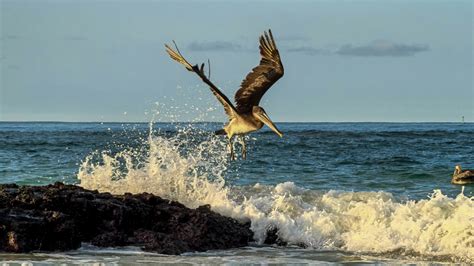 Lihat Smartphone Huawei Terbaru Huawei Id