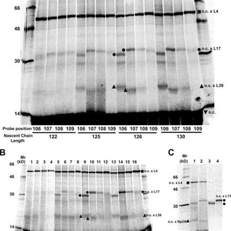 Tms2 Photocrosslinking To Ribosomal Proteins Membrane Bound A Or
